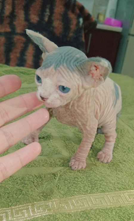 Продаются котята сфинксы