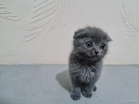 Продаются котята скоттиш-фолды