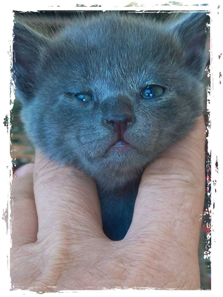 Отдам в хорошие руки котят