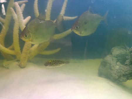 Akvarium sotiladi 20 litrli