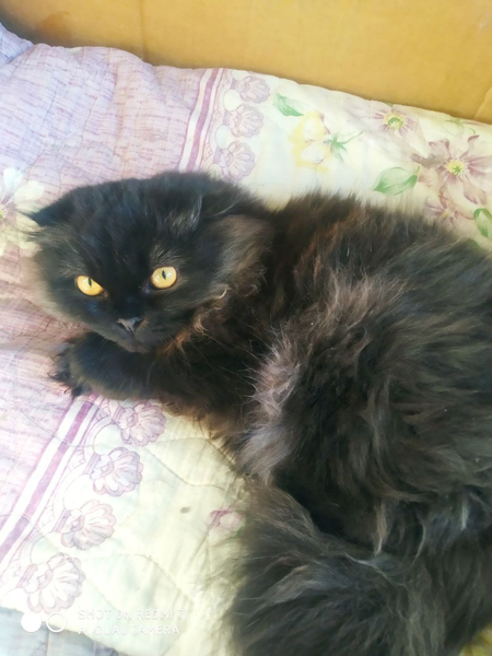 Шотландские котята мальчики 6 мес.