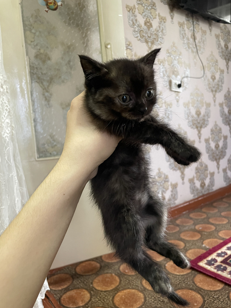 mushuklar sotiladi 1 yarim oylik narxi ikkisiga alohida