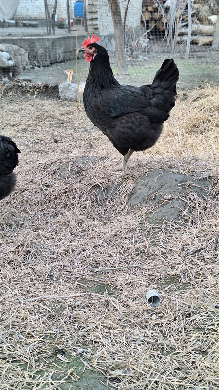 Gigant Qora shaxzoda