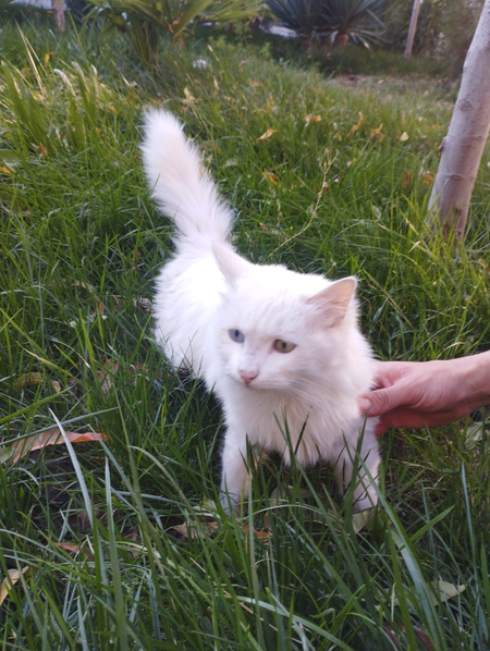 Кошка турецкая ангора
