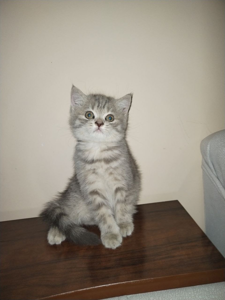 Продаются котята, чистокровки,3 красавицы