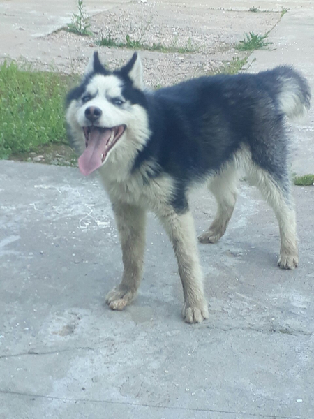 Tozza Xaski kuchuk