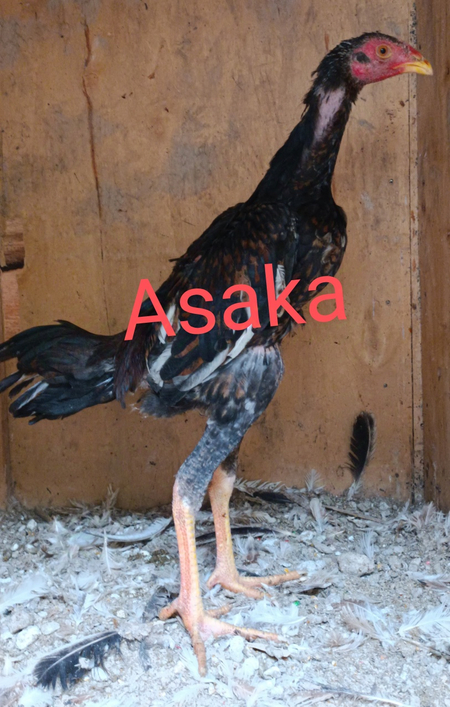 Toza Oshamo jojalari
