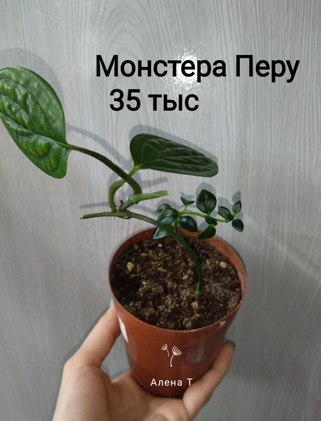 Продам комнатные растения