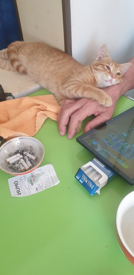 Пропал котёнок по кличке Васька