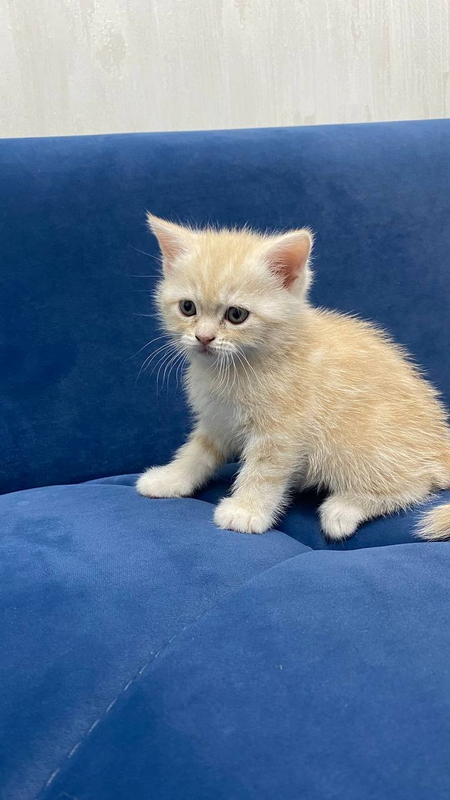 Mushukcha Котенок.