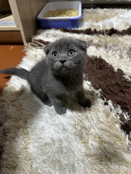 Скотиш фолд мальчик