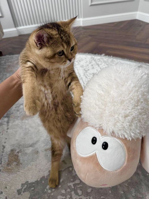 Продаётся Котик Золотая шиншилла