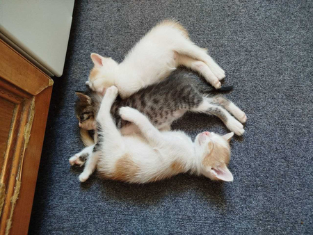 Отдам котят/Mushukchalarni beraman
