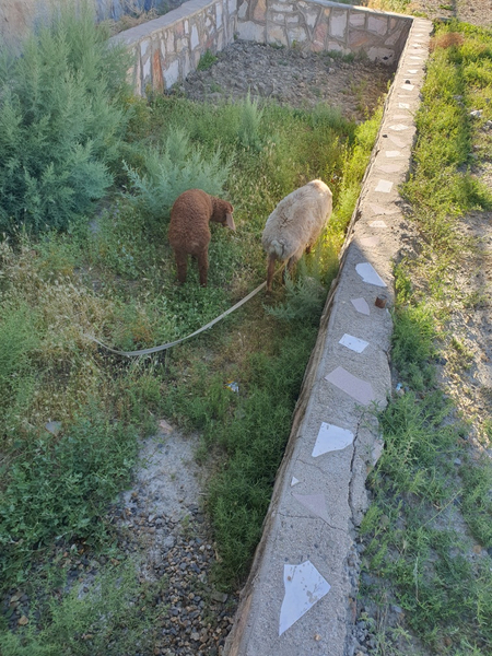 Ona bola quy sotiladi