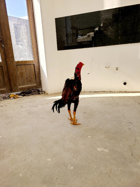 Xuroz sotiladi uyin kaltaglariya javob