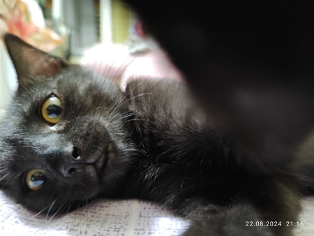 Котенок кошечка киса кот кошка