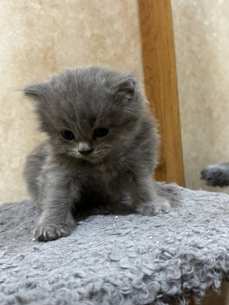 Котята фолд и страйт