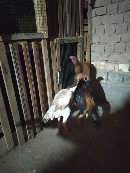 Dakan jojalar sotiladi zoti Karea