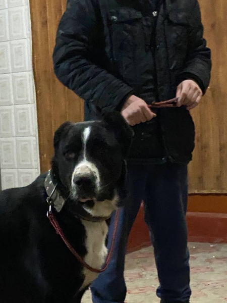 Продается собака Алабай кабель 1.3 месяца