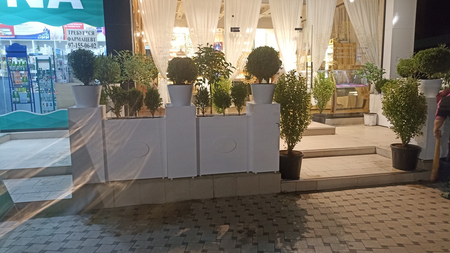 Lamshaft qilamiz dekorativ koʻchatlar sotamiz