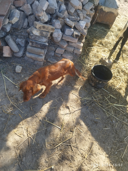 Oxotnik Ruskiy Spaniel