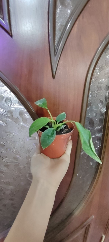 Продаю разных сорт филодендрона