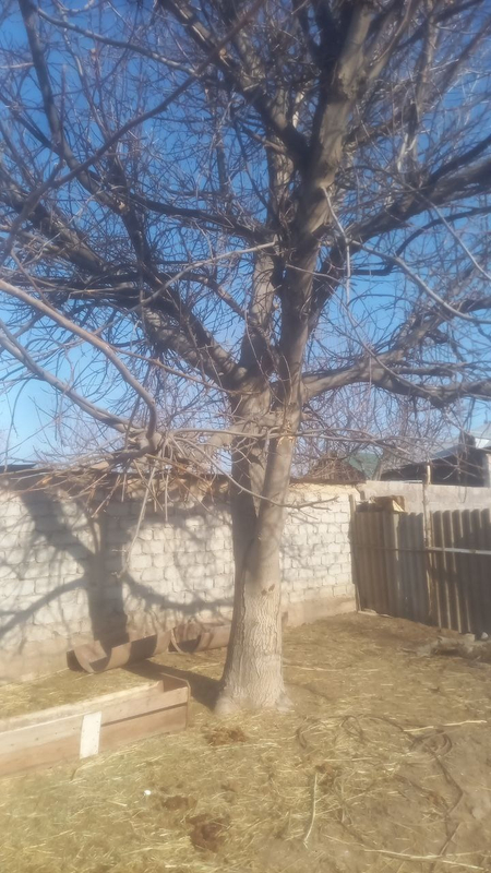 Yangoq daraxti  sotiladi