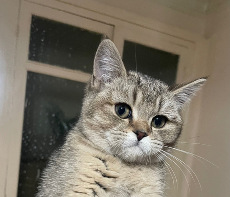 Котенок золотая шиншилла