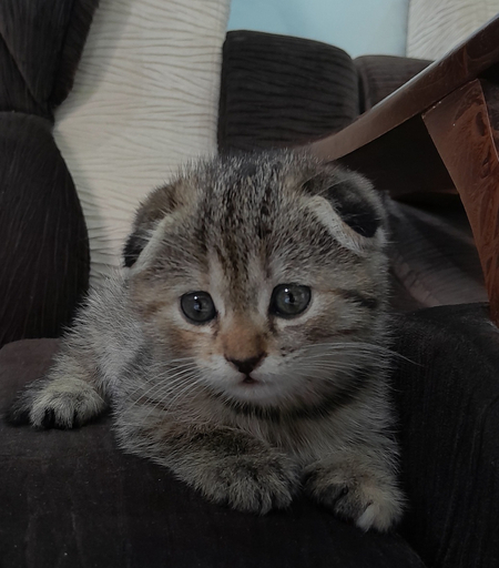Веслаухая кошка в хорошие руки