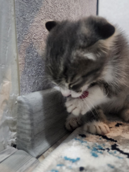 Продаётся Котёнок Скотч.