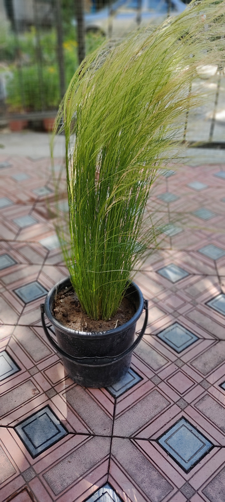 Ковыль красивейший (Stipa pulcherrima)