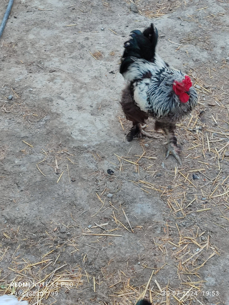 Brama mramir juja va tovuqla sotiladi