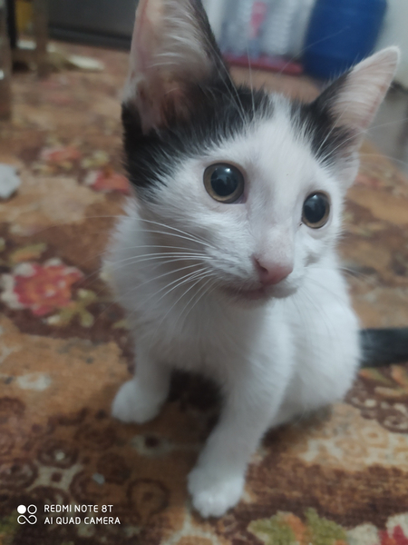 Mushukchalar qiz bola котята девочки