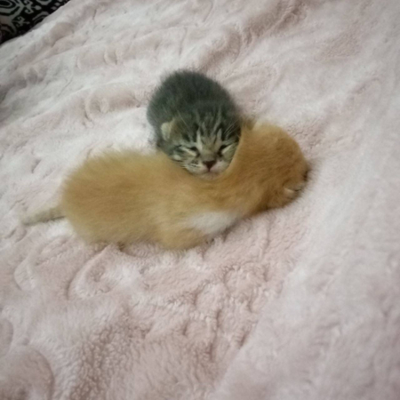 Котята, мушук болалари