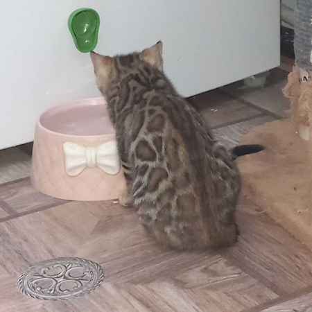 Бенгальский котёнок