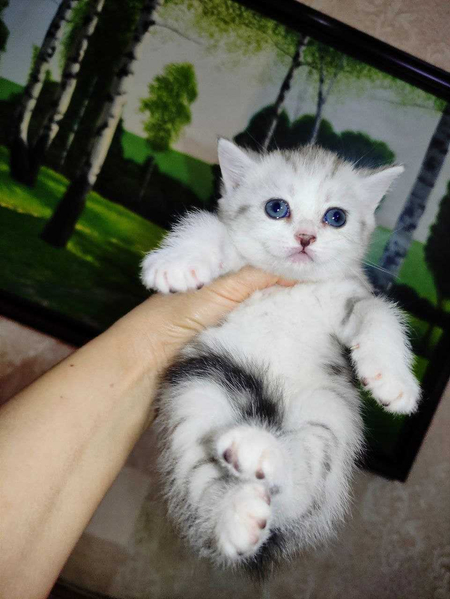 Продается котенок мальчик скотиш страйт, мама манчкин, папа шиншилла