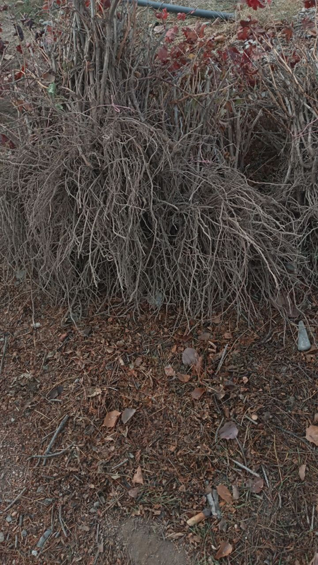 Uzum kuchatlari bor xar xil sortidan