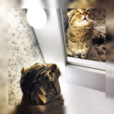 Scottish fold zotli mushil sotilladi