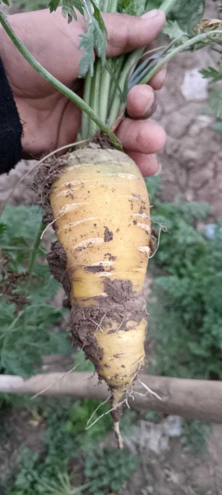 Mushaki Sabzi 50t+ (2,000 so'm)