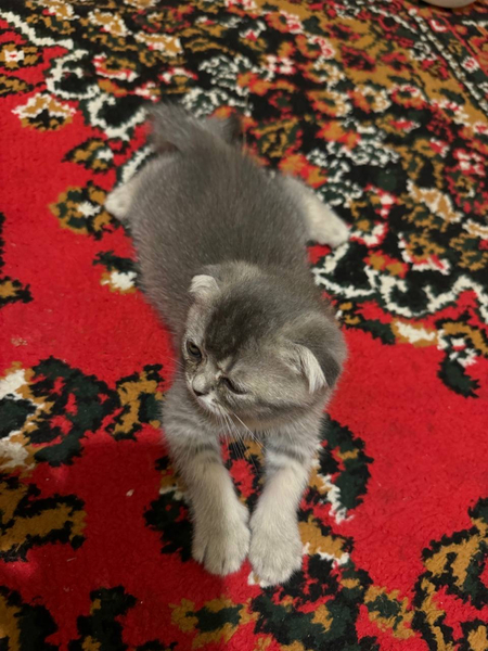 Продается Котенок Скоттиш- Фолд