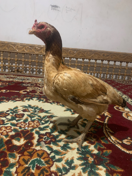Kulangi makyon tozzasi tuxumda