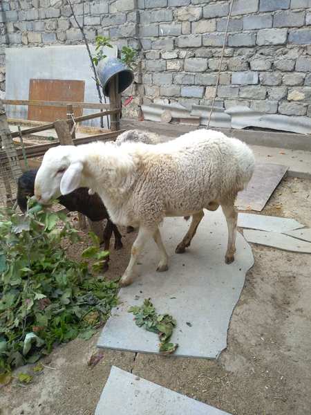 Xisori qo\\\'zi qo\\\'chqorlar