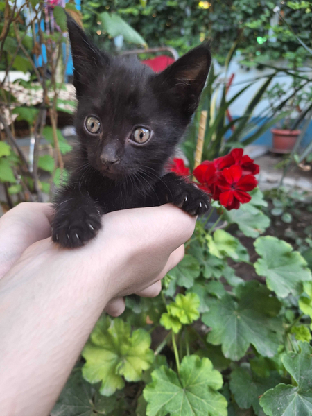 Котята бесплатно