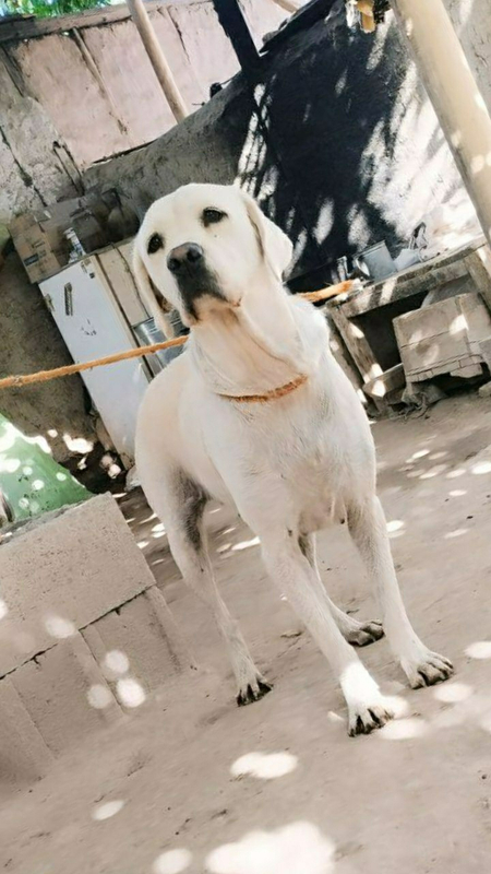 Labrador 14 oylik urg'ochi sotiladi