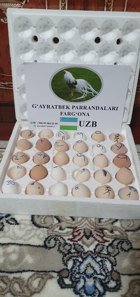Немецкий форверк тухумлари сотилади