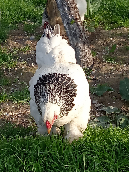 Brama tuxumlari sotiladi