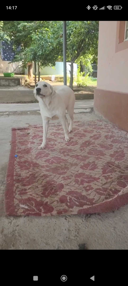 Отдам собаку девочка