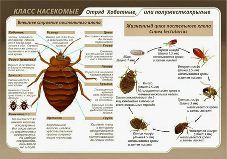 Уничтожаем Клопа БЕЗ ЗАПАХ. Дезинфекция
