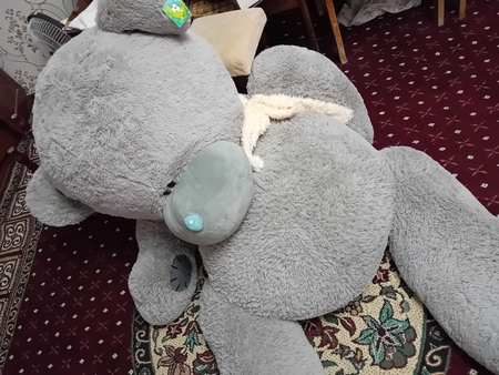 Yangi Teddy sotiladi