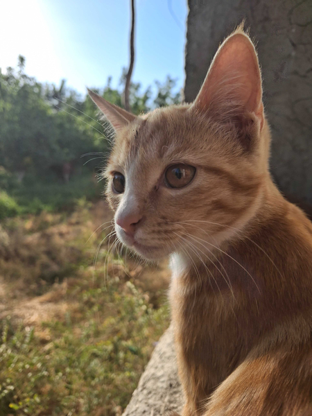 Отдам бесплатно трёх котят: два мальчика и одна девочка